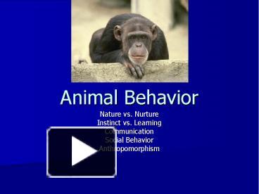 Animal Behavior presentation | free to download
