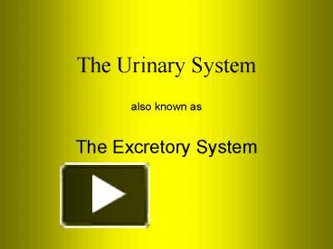 The Urinary System also known as The Excretory System presentation ...