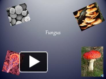 Fungus presentation | free to view