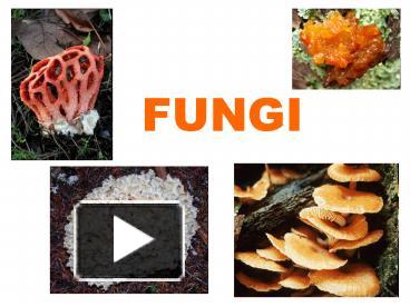 PPT – FUNGI PowerPoint presentation | free to view - id: 7fc1ac-N2ZjM