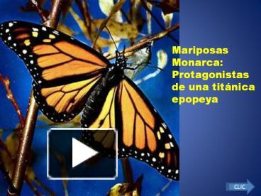 MARIPOSAS MONARCAS presentation | free to view