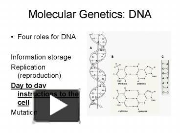 PPT – Molecular Genetics: DNA PowerPoint presentation | free to view ...