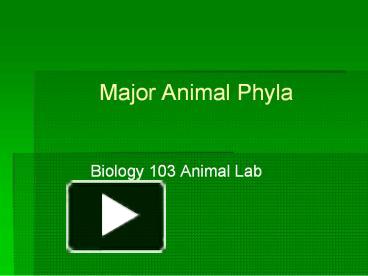 PPT – Major Animal Phyla PowerPoint presentation | free to view - id ...
