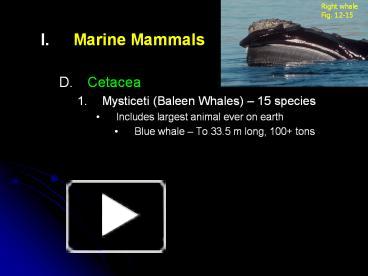 PPT – Marine Mammals PowerPoint presentation | free to download - id ...