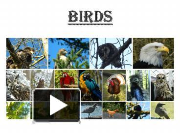 PPT – Birds:Characteristics, Behavior, Diet PowerPoint presentation ...