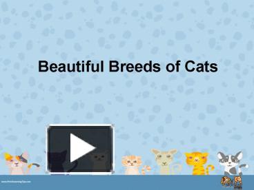 PPT – Beautiful Breeds of Cats PowerPoint presentation | free to ...