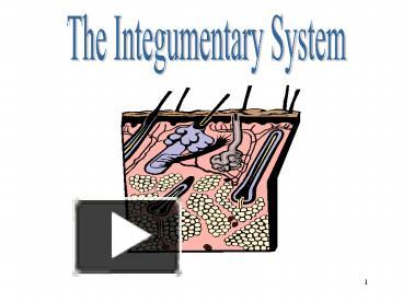 Integumentary System presentation | free to view