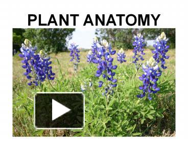 PLANT ANATOMY presentation | free to download