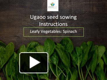 Growing Spinach presentation | free to download