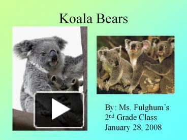 PPT – Koala Bears PowerPoint presentation | free to view - id: 860c4d-NmI5M