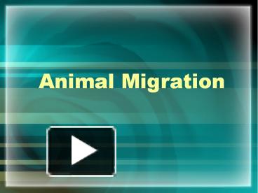 Animal Migration presentation | free to download