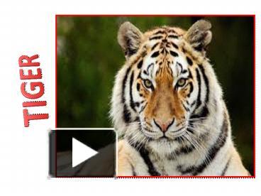 save tiger presentation | free to download