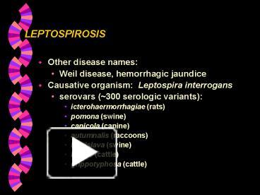 LEPTOSPIROSIS presentation | free to view