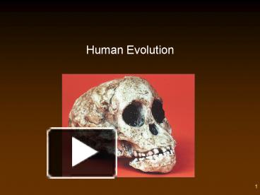 Human Evolution presentation | free to download