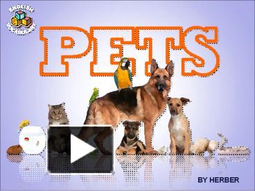 Let Us Talk about Pets presentation | free to download