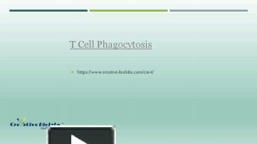 PPT – T Cell Phagocytosis PowerPoint presentation | free to download ...