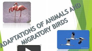 Adaptations of animals and migratory birds (1) presentation | free to ...
