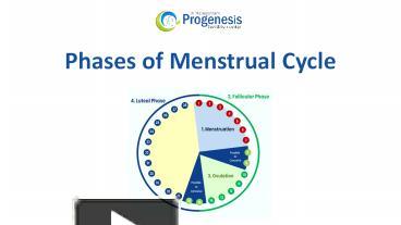 Phases of Menstrual Cycle presentation | free to download
