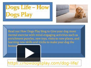 PPT – Dogs Life - How Dogs Play PowerPoint presentation | free to ...