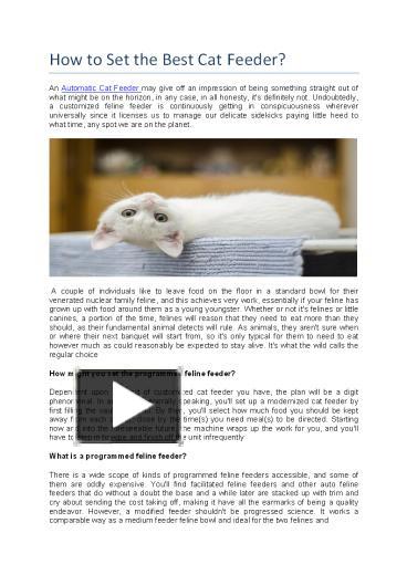How to Set the Best Cat Feeder? presentation | free to download