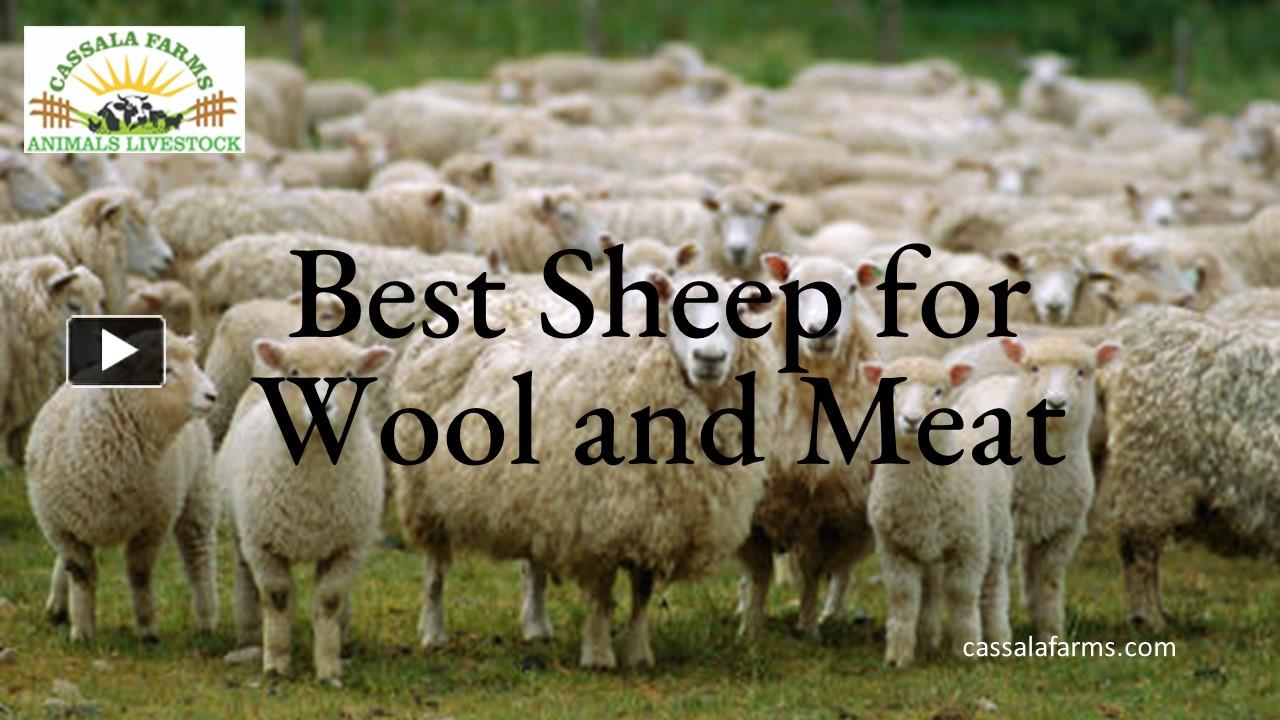 Best Sheep for Wool and Meat presentation | free to download