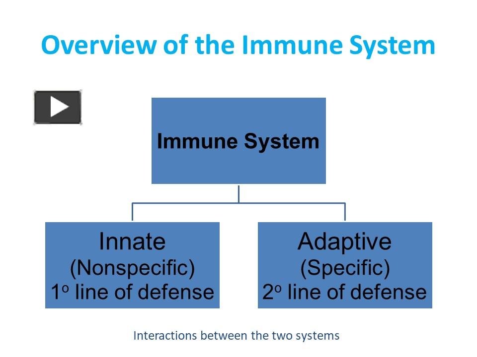 Immune System presentation | free to download