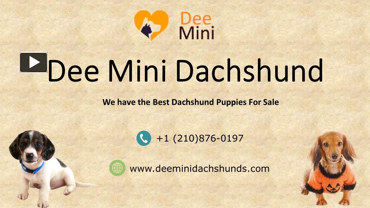 PPT – Dachshund Puppies for Sale PowerPoint presentation | free to ...