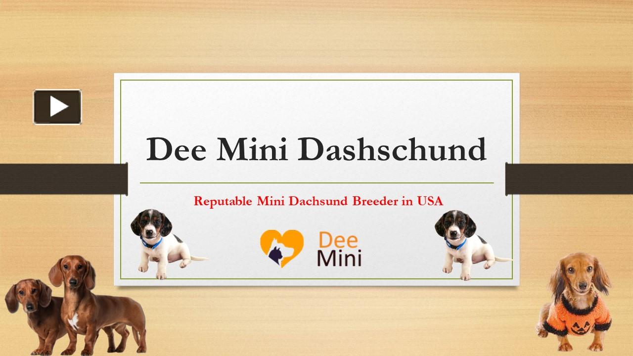 PPT – Mini Dachshund Puppies for Sale Near Me PowerPoint presentation ...