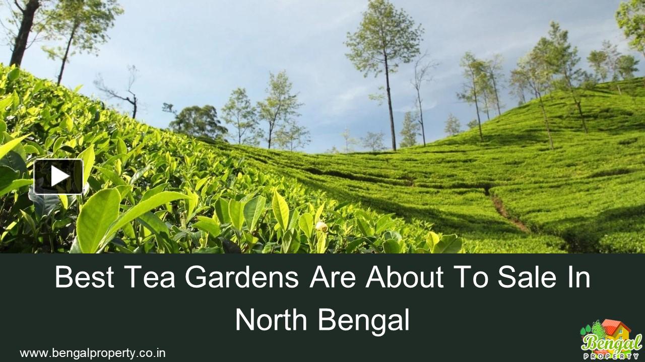 PPT – Best Tea Gardens Are About To Sale In North Bengal PowerPoint presentation | free to ...