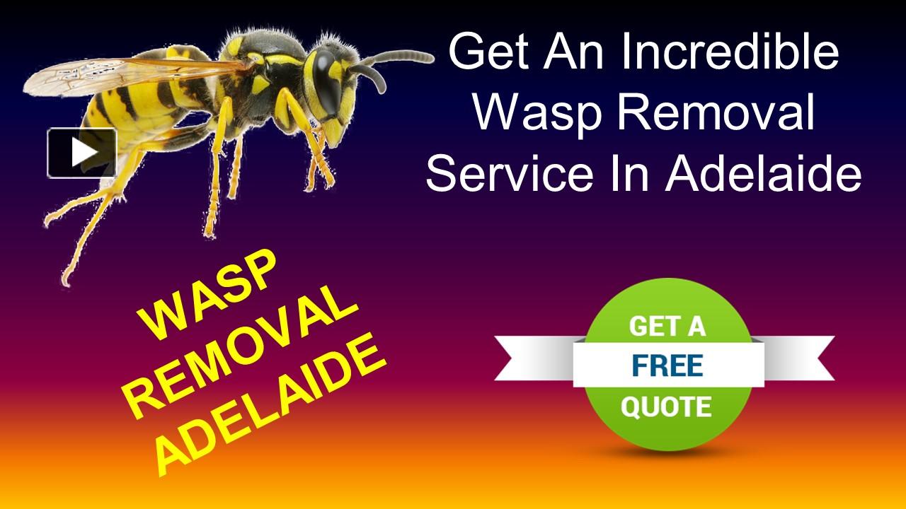 PPT – Wasp Removal Adelaide PowerPoint presentation | free to download - id: 960eaa-MDYwN