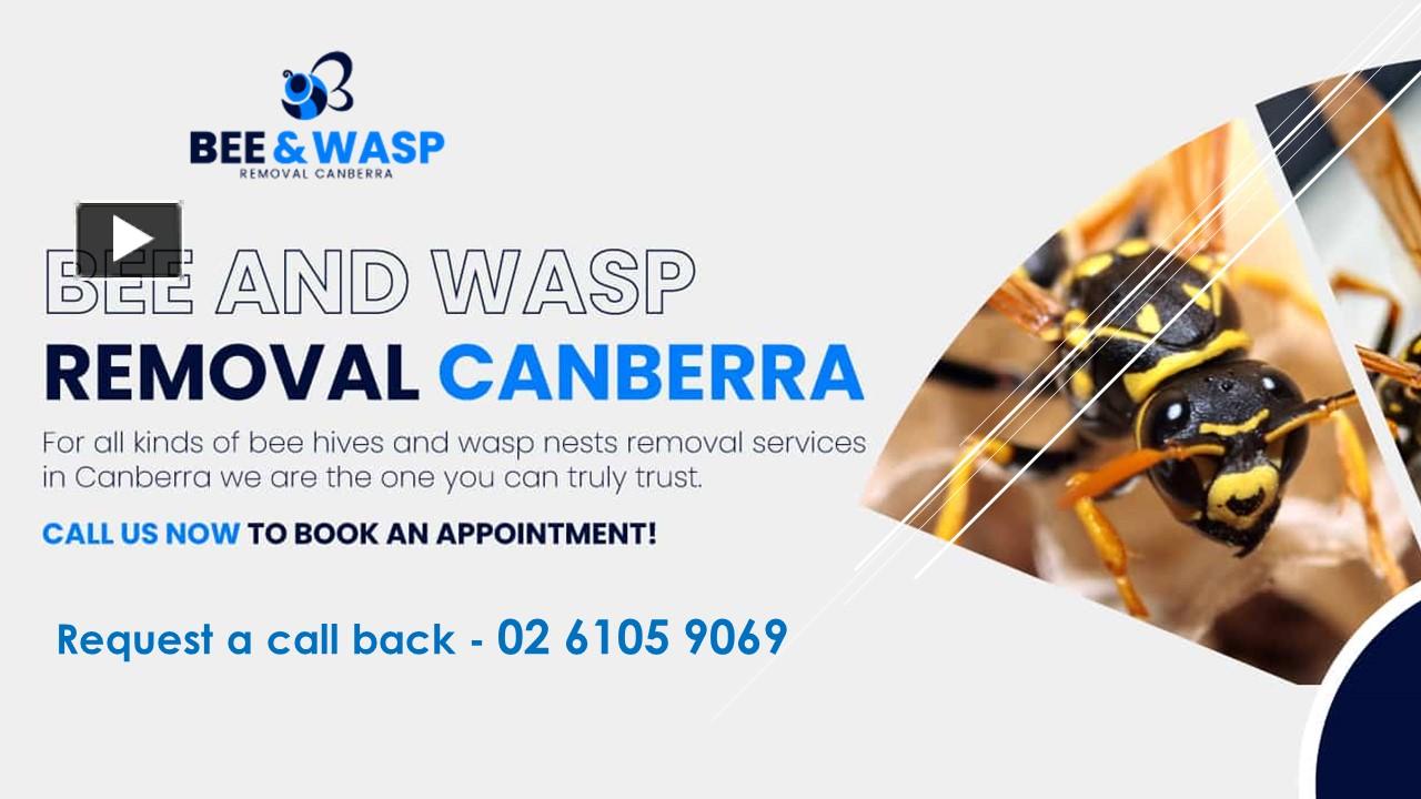 PPT – Bee Wasp Removal Canberra PowerPoint presentation | free to download - id: 96114e-NGY5N