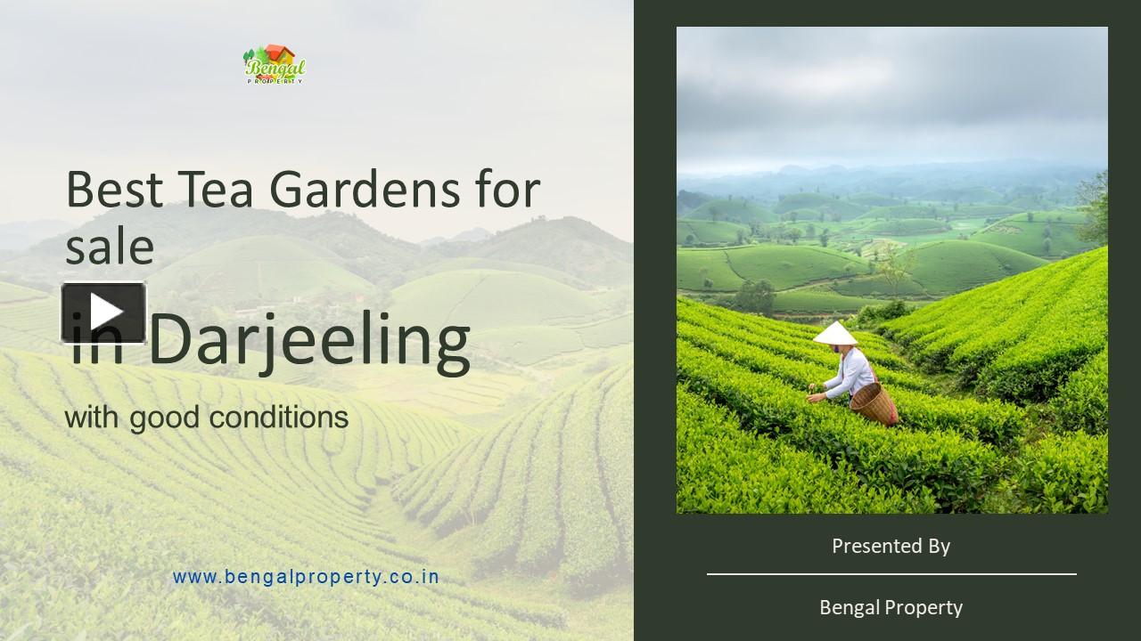 PPT – Best Tea Gardens for sale in Darjeeling with good conditions PowerPoint presentation ...