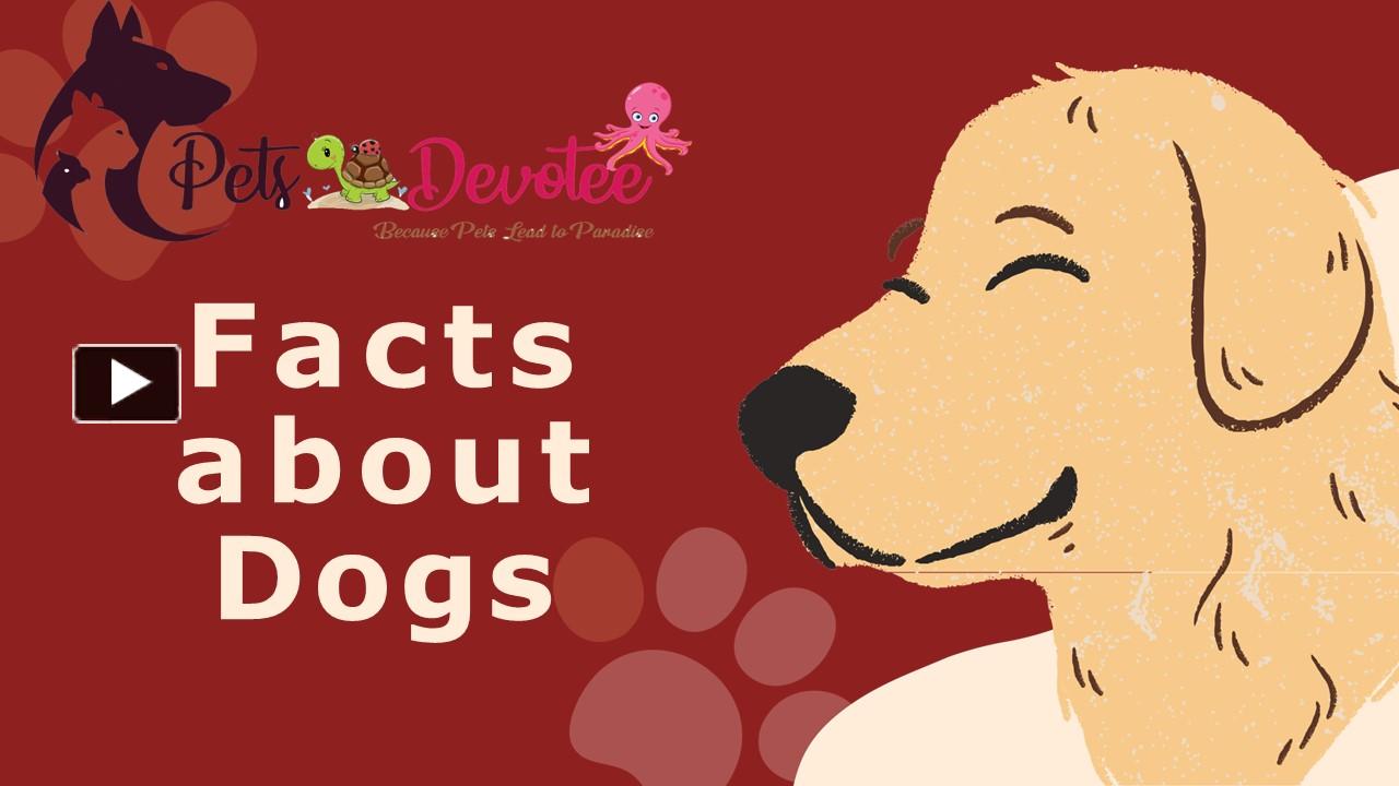 PPT – Facts about Dogs PowerPoint presentation | free to download - id ...