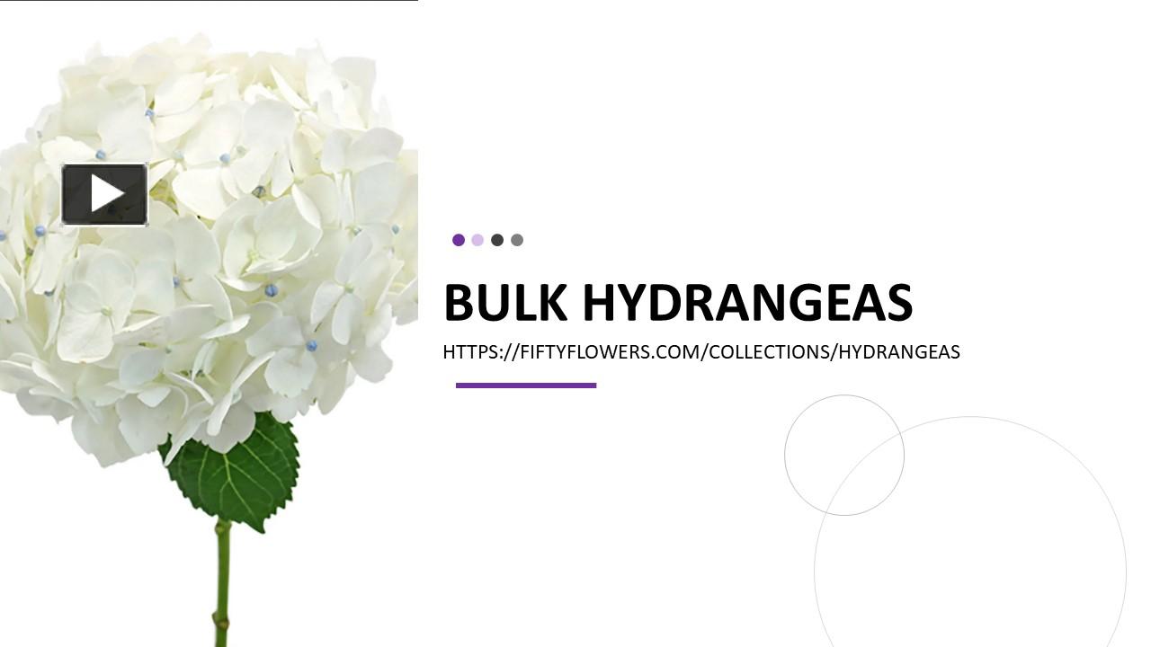 bulk hydrangeas presentation | free to download