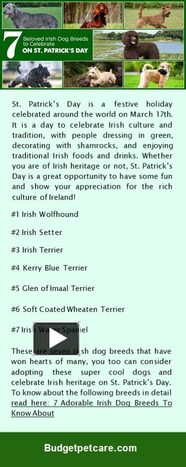 PPT – Celebrate Saint Patrick’s Day with these Adorable Irish Dog ...