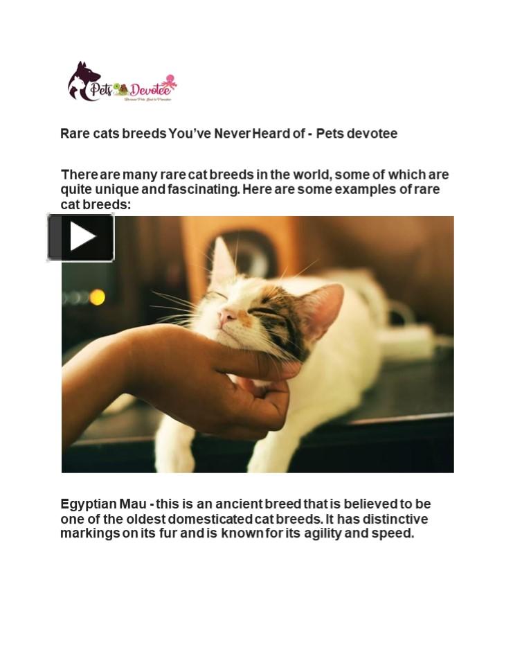 Rare cats breeds You’ve Never Heard of presentation | free to download
