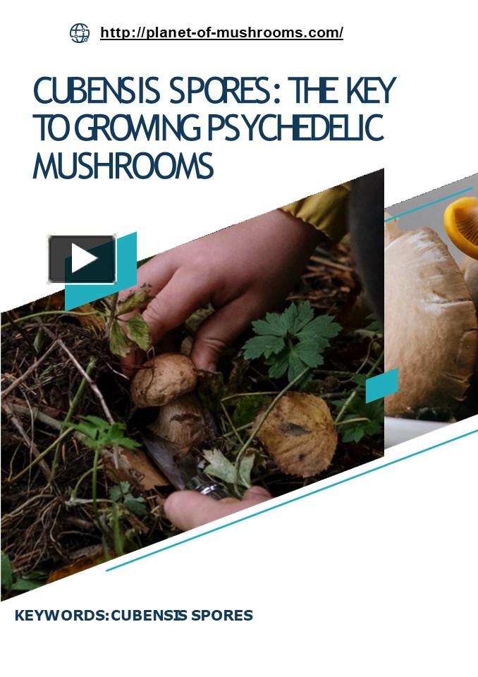PPT – Cubensis Spores The Key to Growing Psychedelic Mushrooms PowerPoint presentation | free to ...