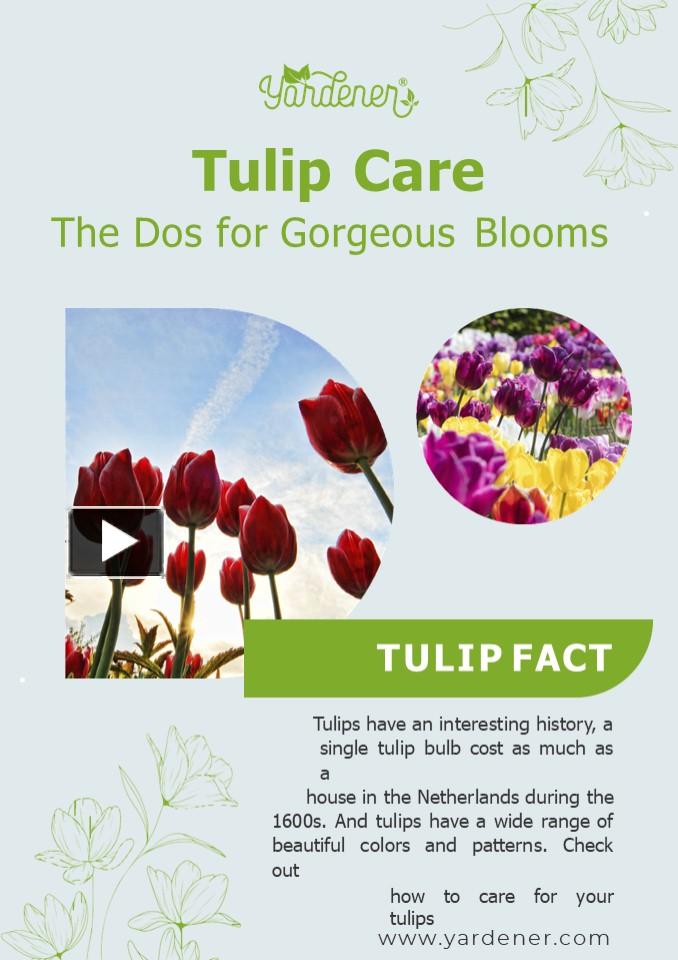 PPT – Tulip Care: The Dos for Gorgeous Blooms PowerPoint presentation ...