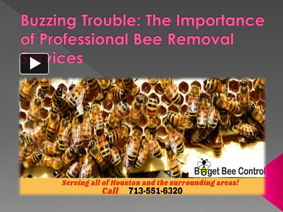PPT – Buzzing Trouble: The Importance of Professional Bee Removal Services PowerPoint ...
