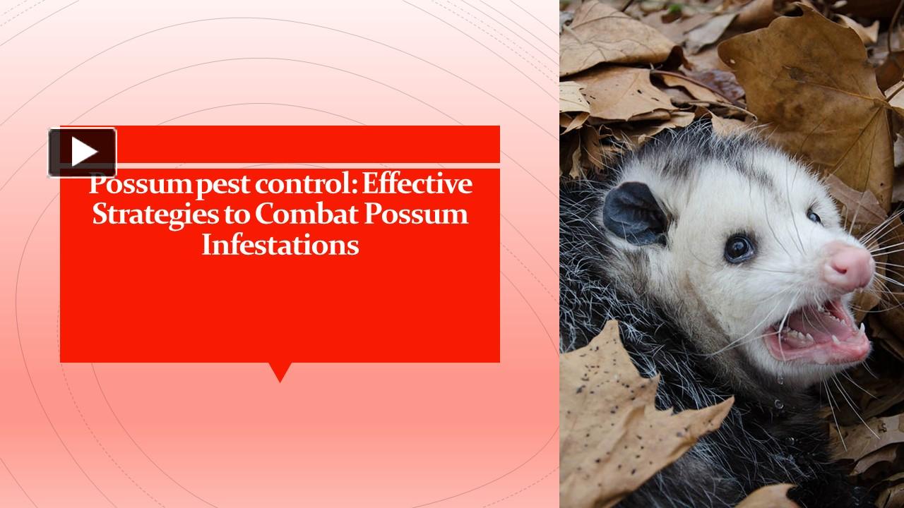 PPT – Possum pest control Effective Strategies to Combat Possum Infestations PowerPoint ...