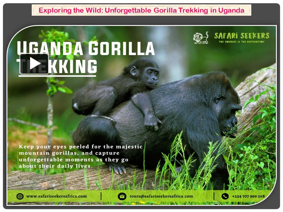 PPT – Exploring the Wild: Unforgettable Gorilla Trekking in Uganda PowerPoint presentation ...
