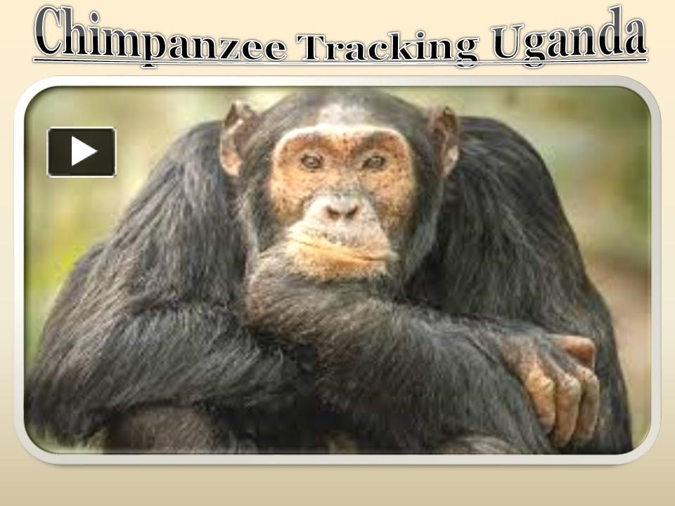 PPT – Chimpanzee Tracking Uganda PowerPoint presentation | free to download - id: 972052-YWRjN