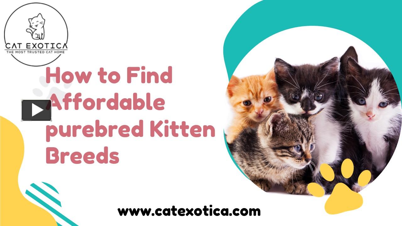 PPT – Purebred Persian Kittens for sale in Bangalore PowerPoint presentation | free to download ...
