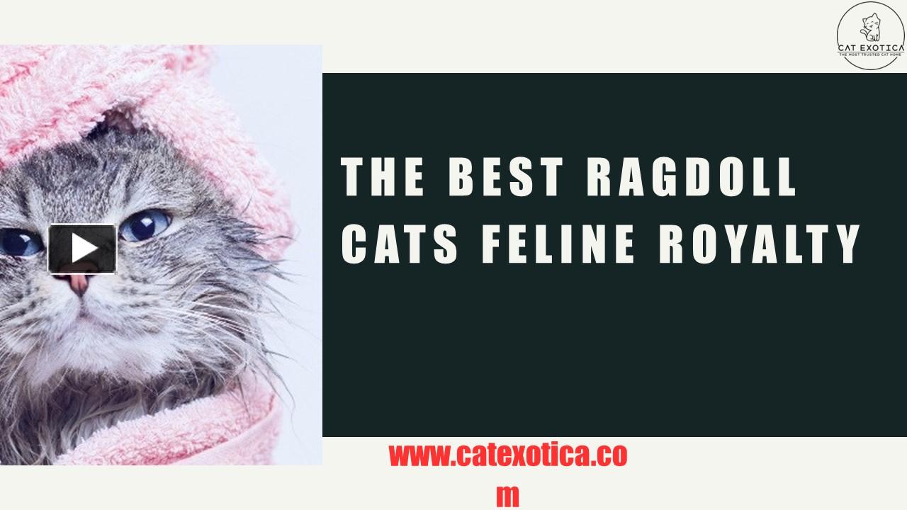 PPT – The Best Ragdoll Cats Feline Royalty PowerPoint presentation ...