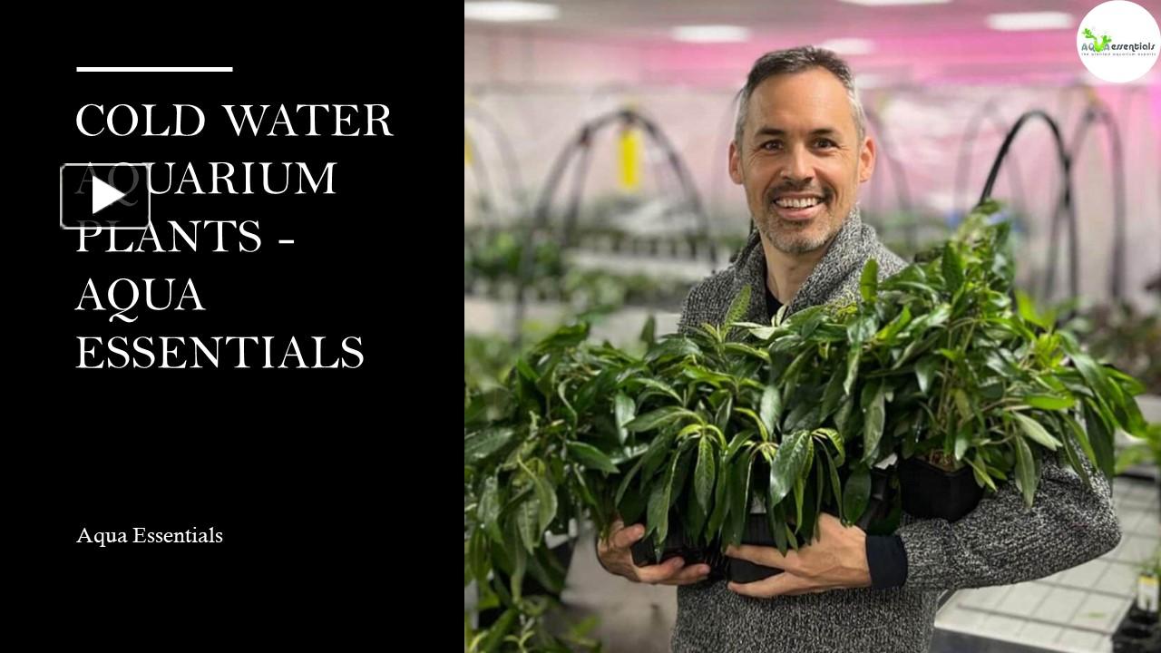 PPT – Cold Water Aquarium Plants - Aqua Essentials PowerPoint presentation | free to download ...