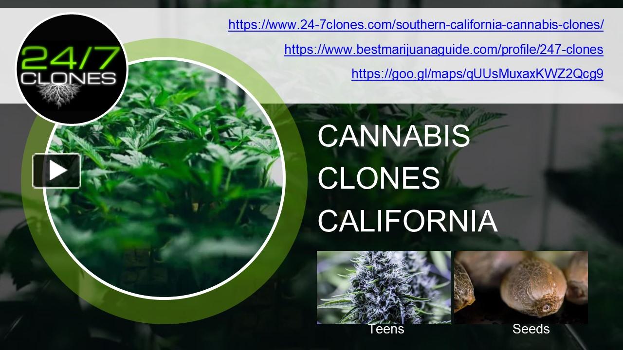 PPT – Cannabis Clones Supplier California PowerPoint presentation ...