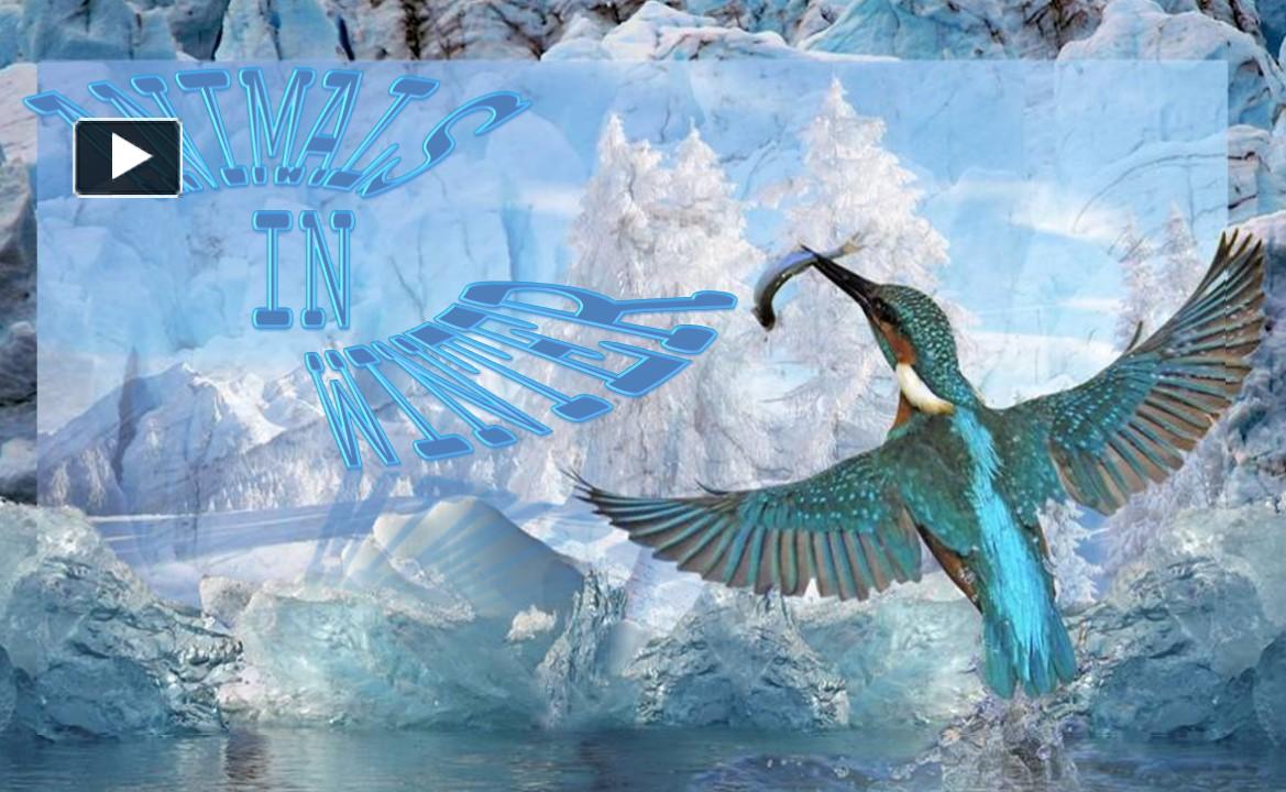 PPT – Animals in Winter (Marianne) PowerPoint presentation | free to ...