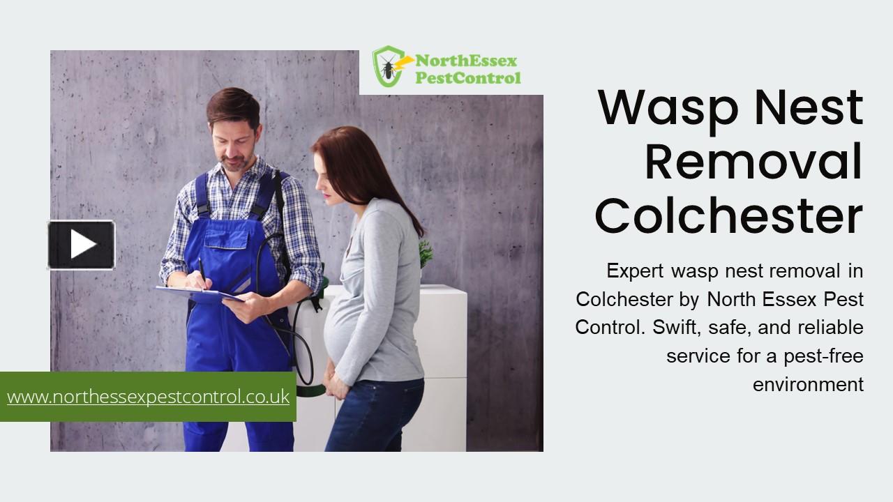 PPT – Wasp Nest Removal Colchester PowerPoint presentation | free to download - id: 982c58-MTgxO