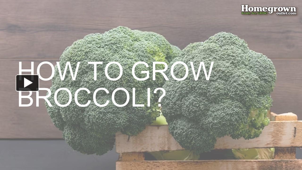 PPT – How to Grow Broccoli? PowerPoint presentation | free to download - id: 985705-MDlkN