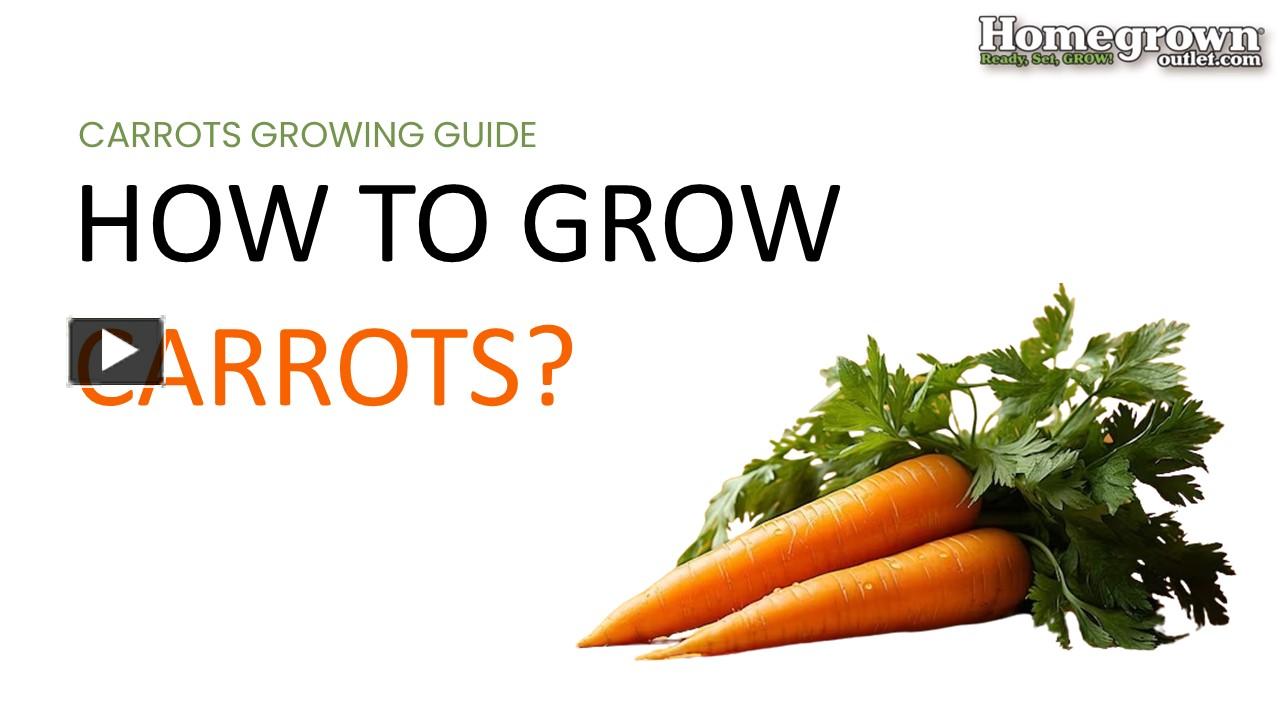 How to Grow Carrots? presentation | free to download